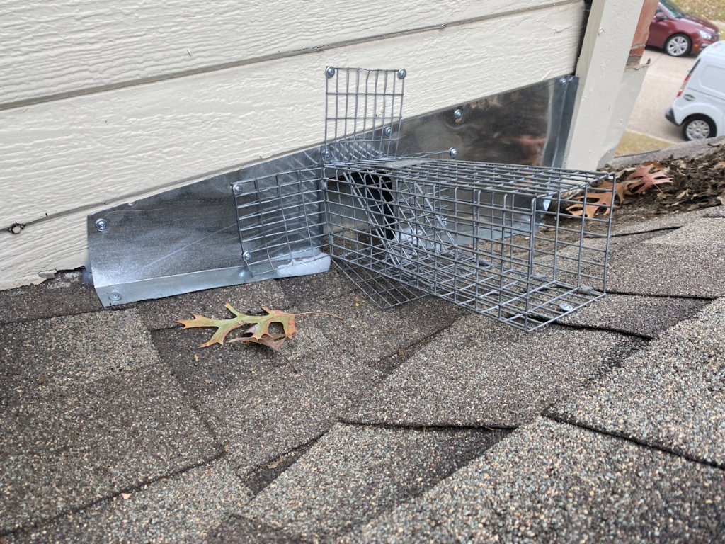 Rodent Control & Rodent Removal - DANCAN Pest Control