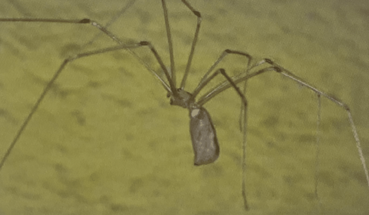 Spider Control Services - DANCAN Pest Control